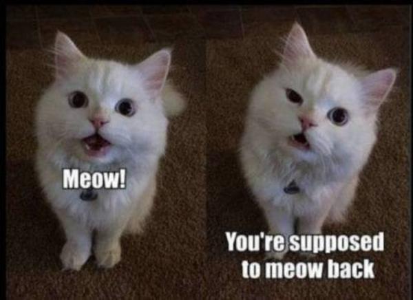 "Let's try this again" | Cats | Know Your Meme