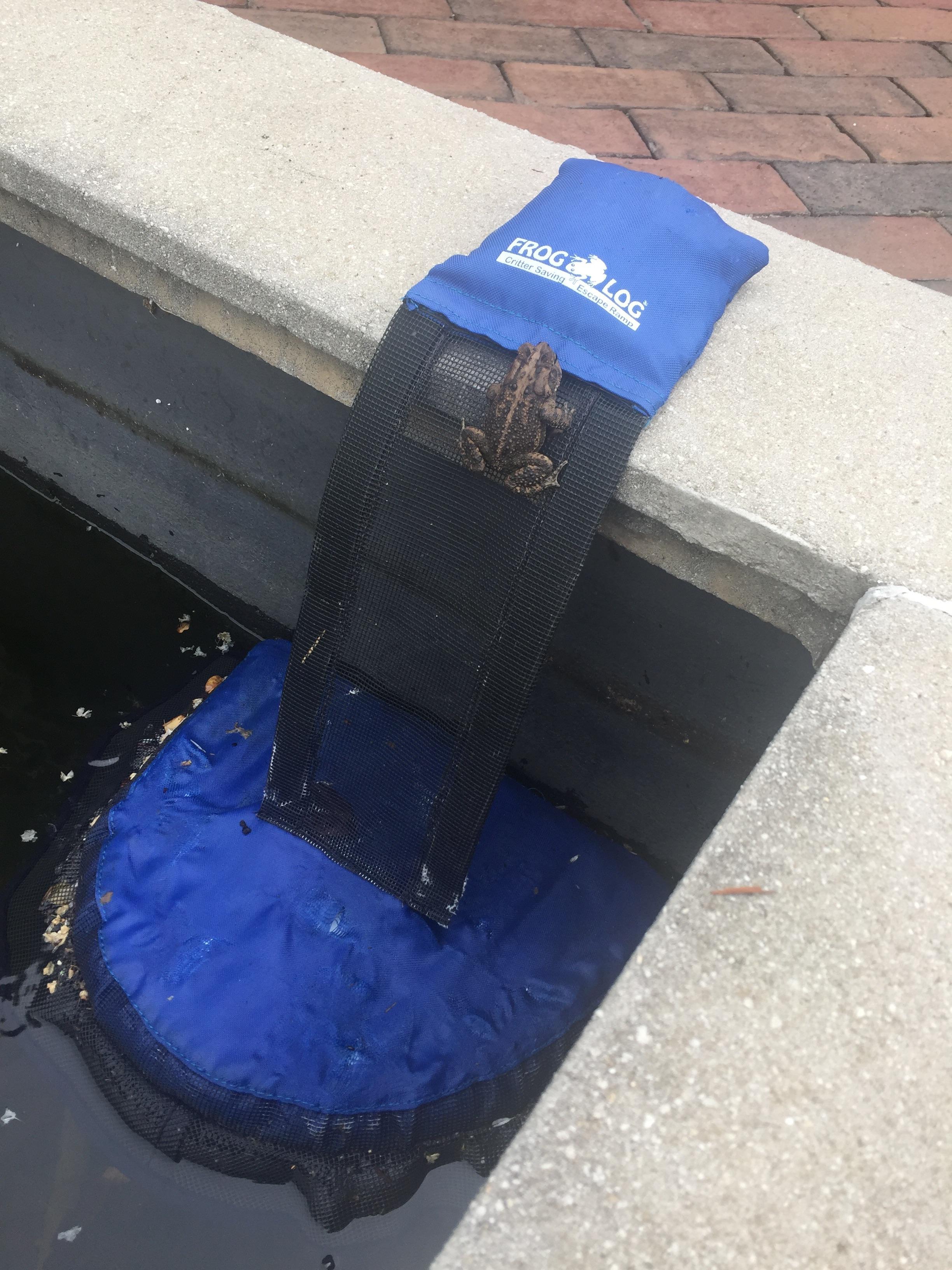 Frog Log- so froggies won’t get trapped in fountains | r ...