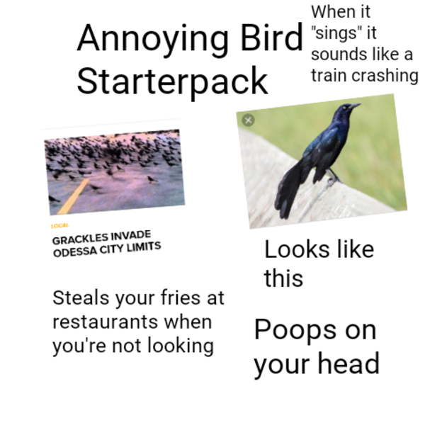Great Tailed Grackle Starterpack | r/starterpacks | Starter Packs ...