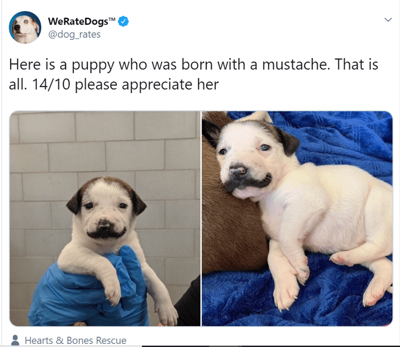 That's quite an impressive mustache! | Dogs | Know Your Meme