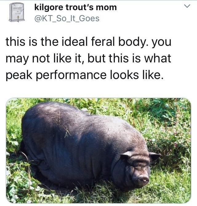 Ideal for running into yards with unsupervised children | 30-50 Feral ...