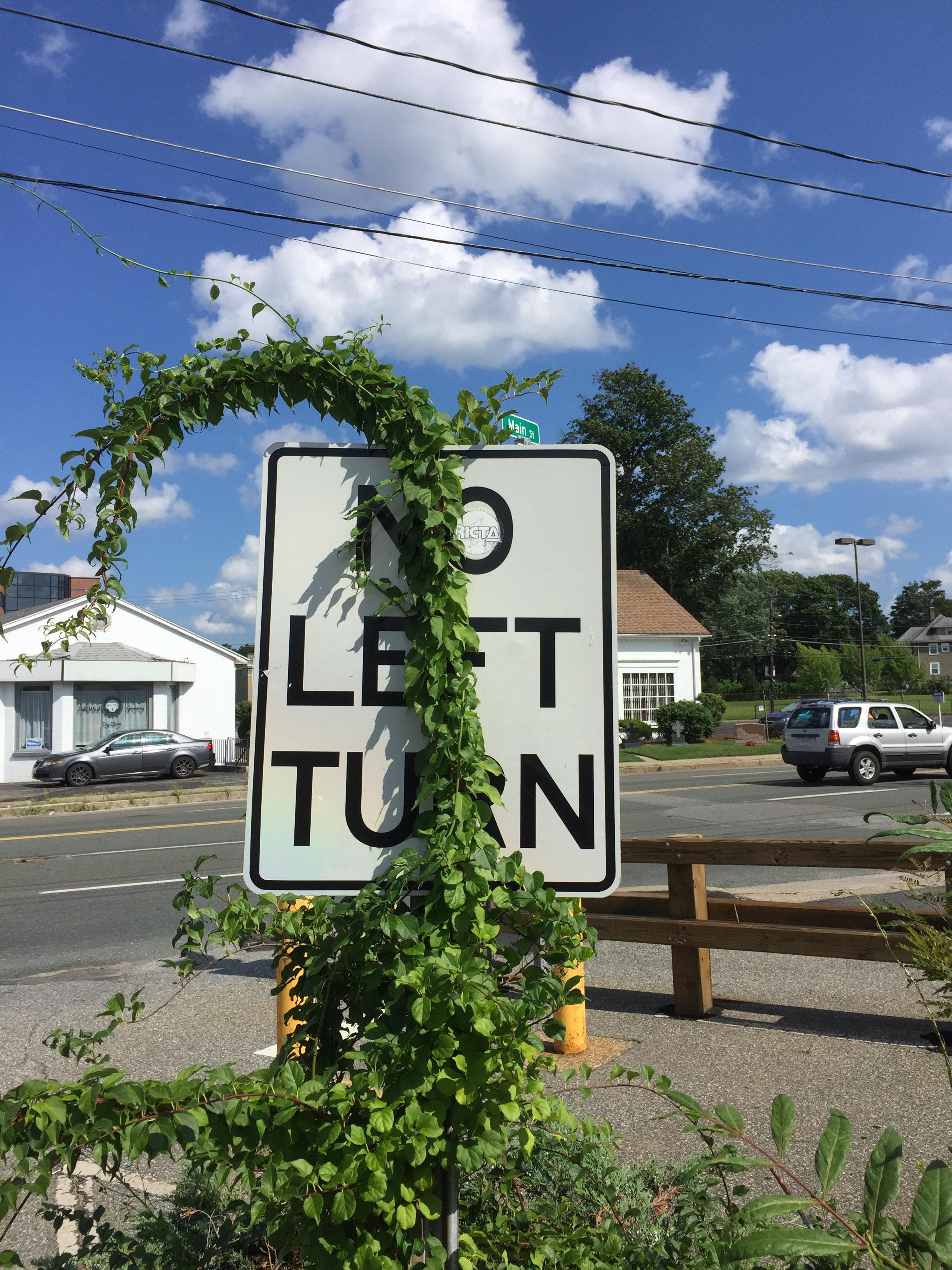 Disobedient Foliage. | r/mildlyinteresting | Mildly Interesting | Know ...