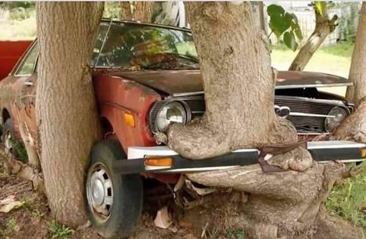 Tree grew around this car | r/mildlyinteresting | Mildly Interesting ...