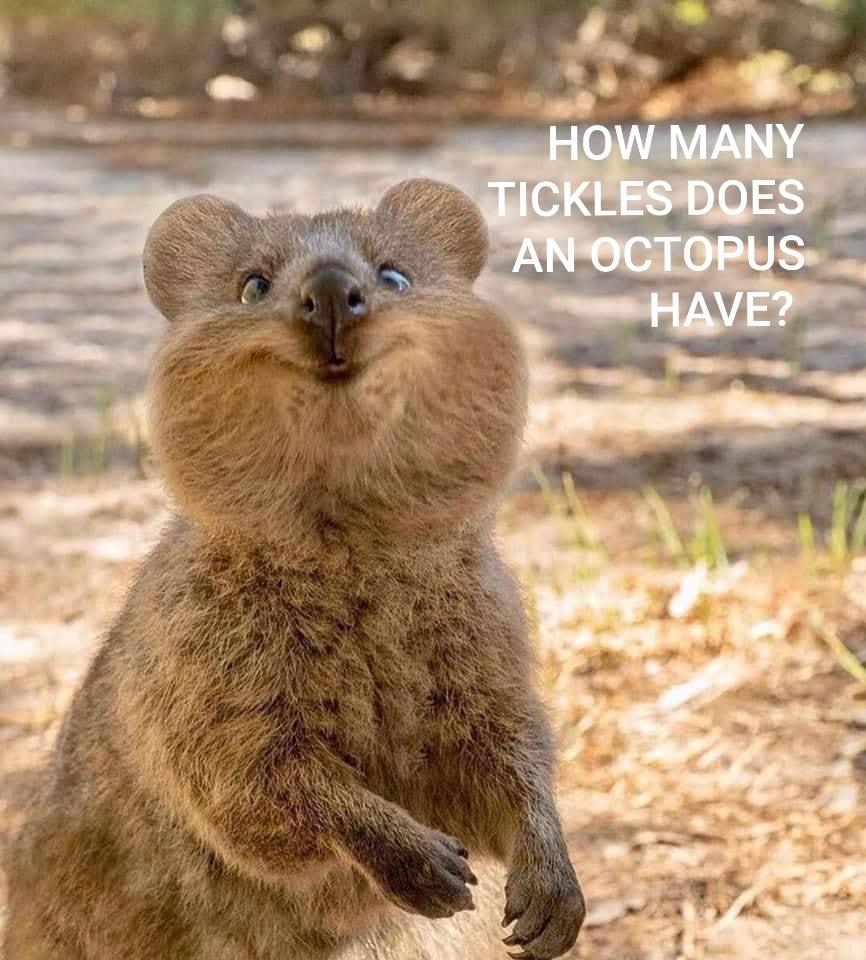 Quokka Joke | Know Your Meme