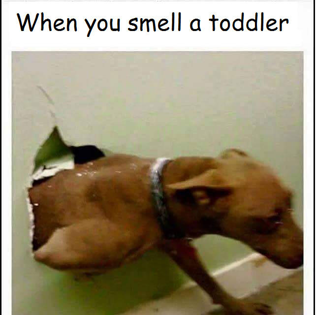 don't stop me now | Dogs | Know Your Meme