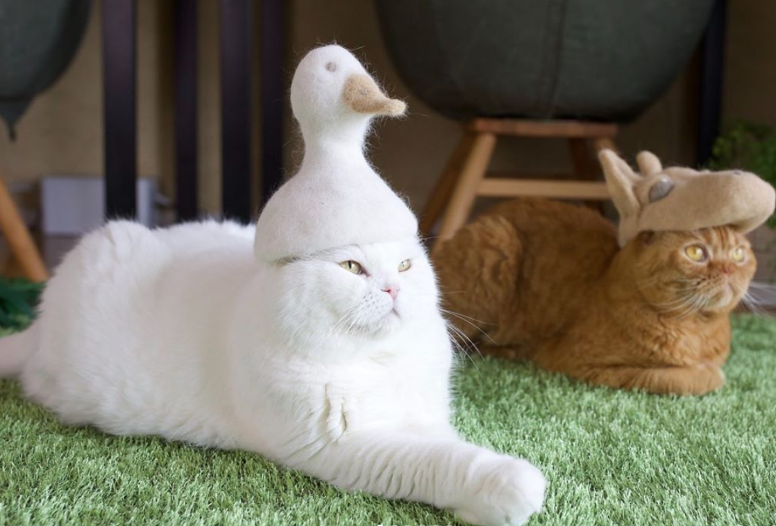 #1 | Cats | Know Your Meme