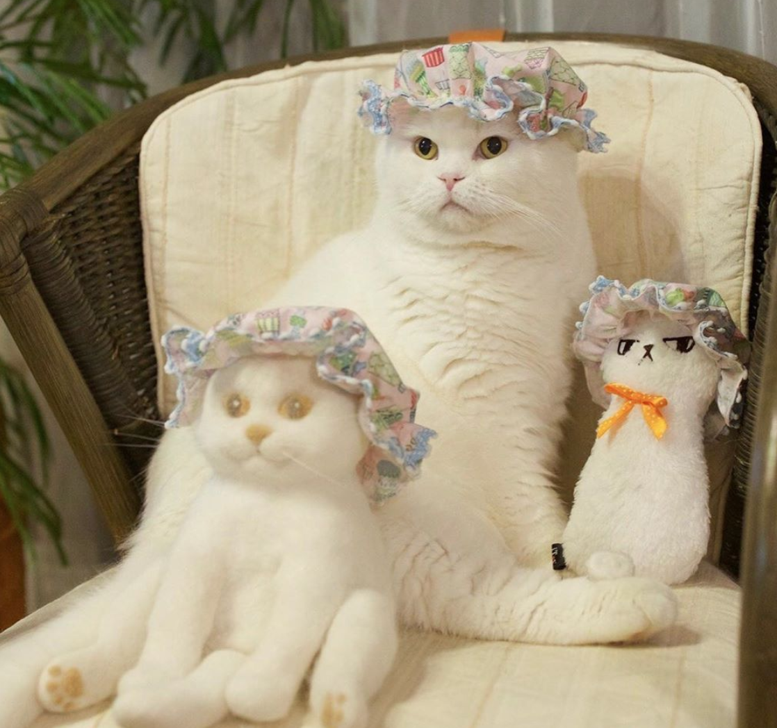#2 | Cats | Know Your Meme