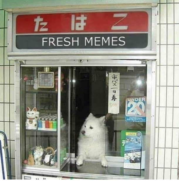 Fresh Memes | Dogs | Know Your Meme