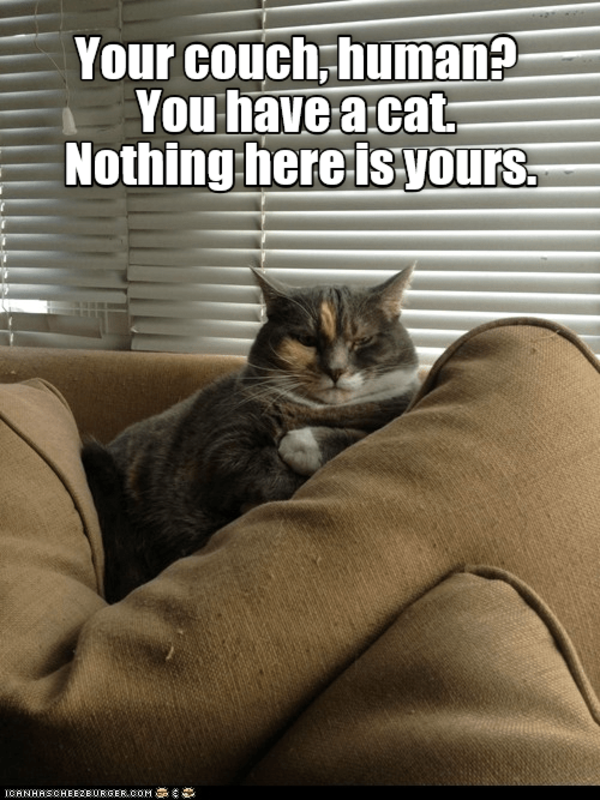 We live to serve our cat overlords | Cats | Know Your Meme
