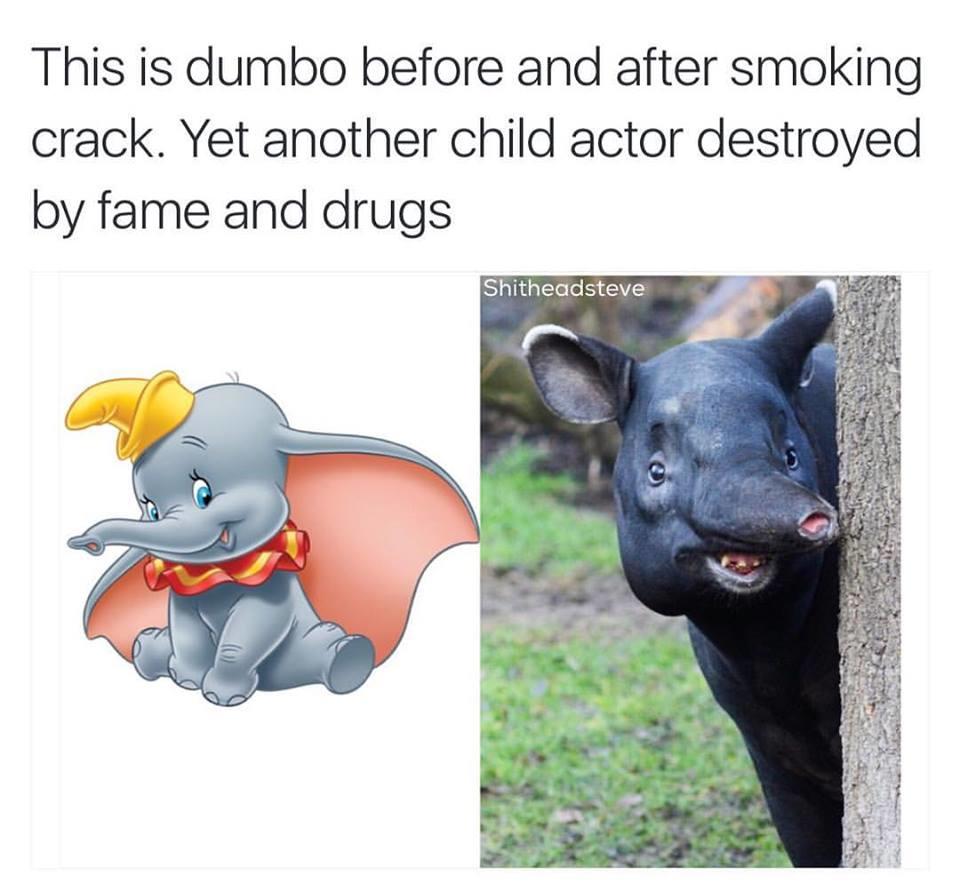 This is dumbo | Curious Tapir | Know Your Meme