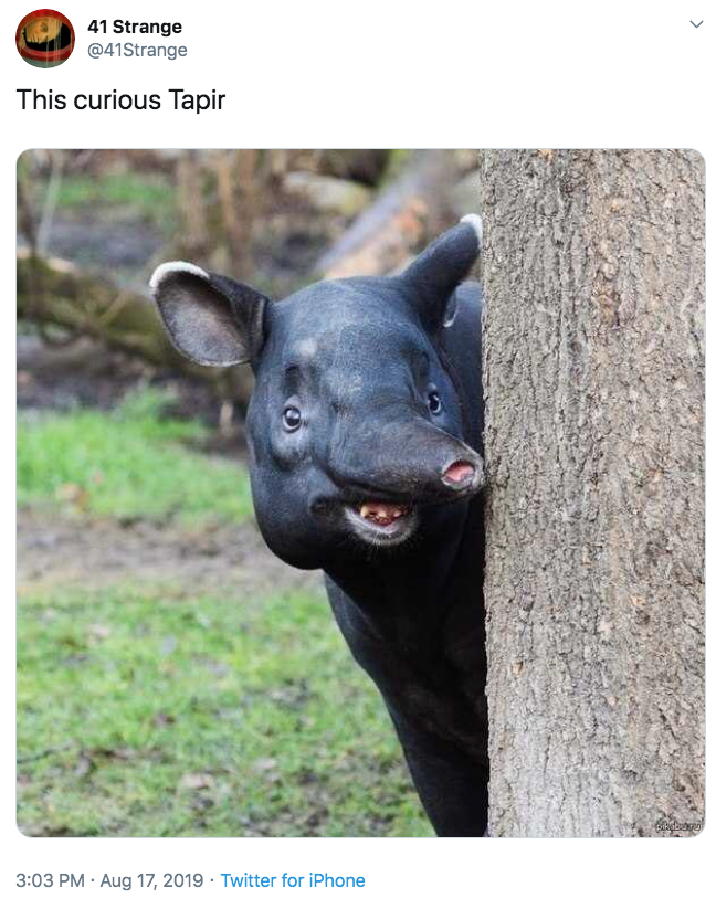 This curious Tapir | Curious Tapir | Know Your Meme