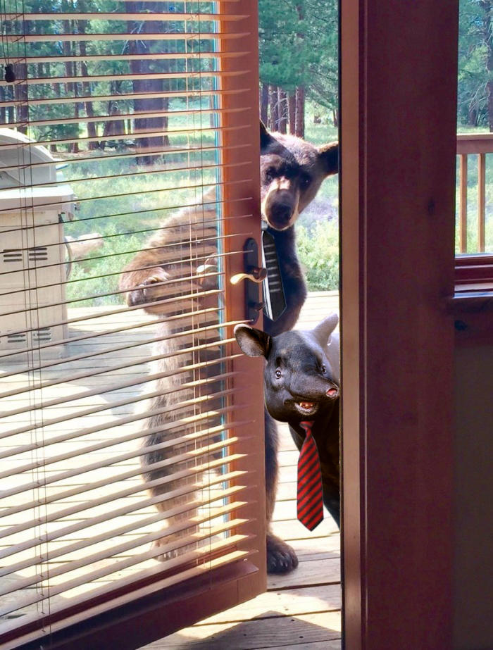 Excuse me sir | Curious Tapir | Know Your Meme