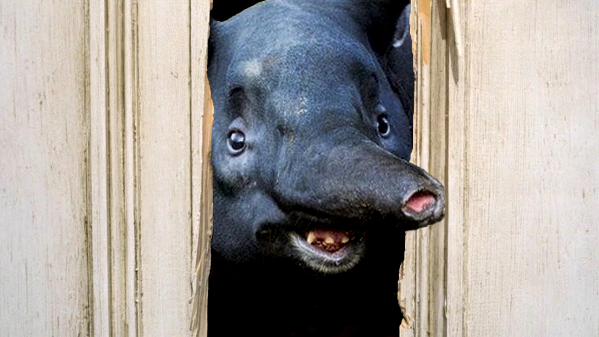 Here's Johnny | Curious Tapir | Know Your Meme