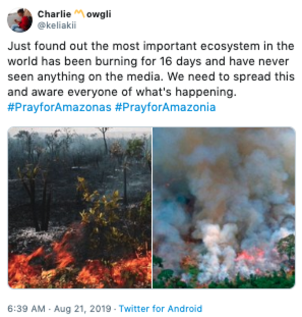 16 Days | 2019 Amazon Rainforest Fire | Know Your Meme