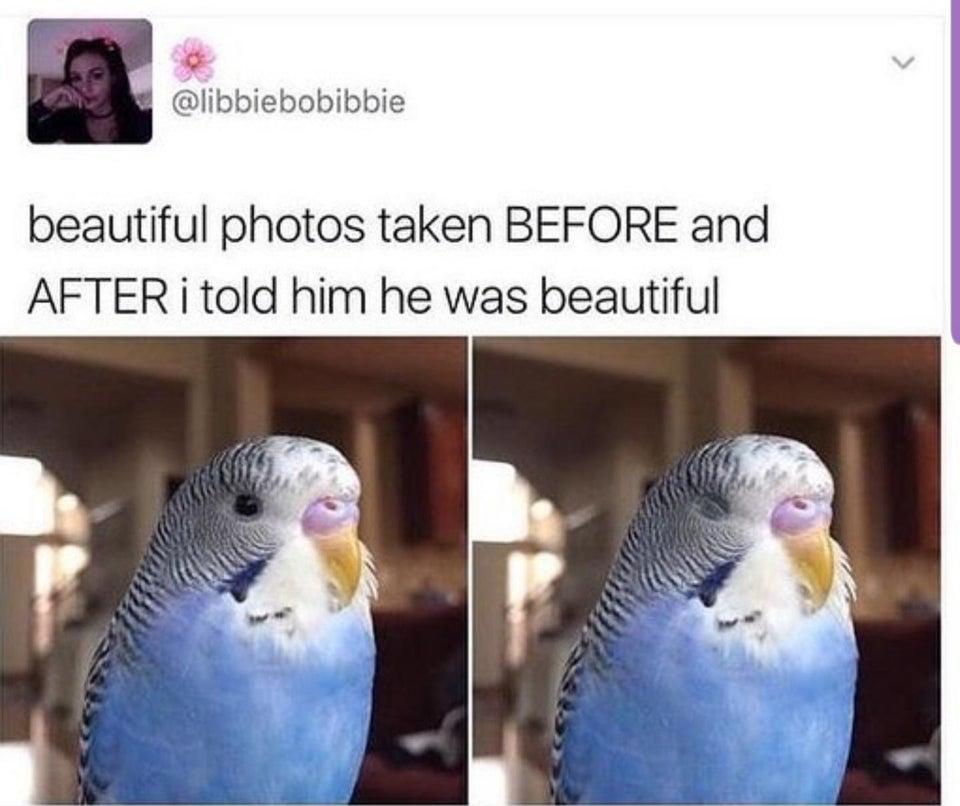 beautiful bird | Wholesome Memes | Know Your Meme