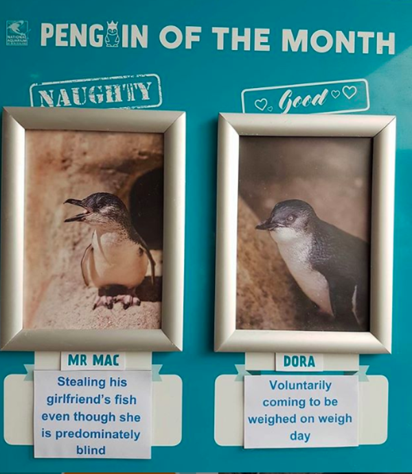 calendar 1 | Penguins | Know Your Meme