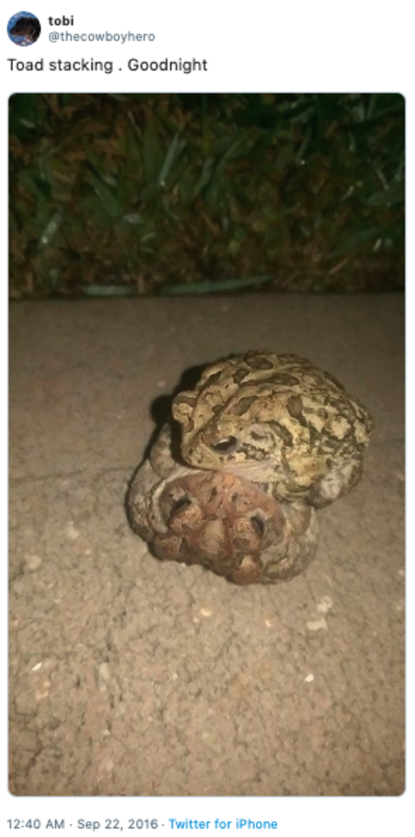 Goodnight | Toad Stacking | Know Your Meme