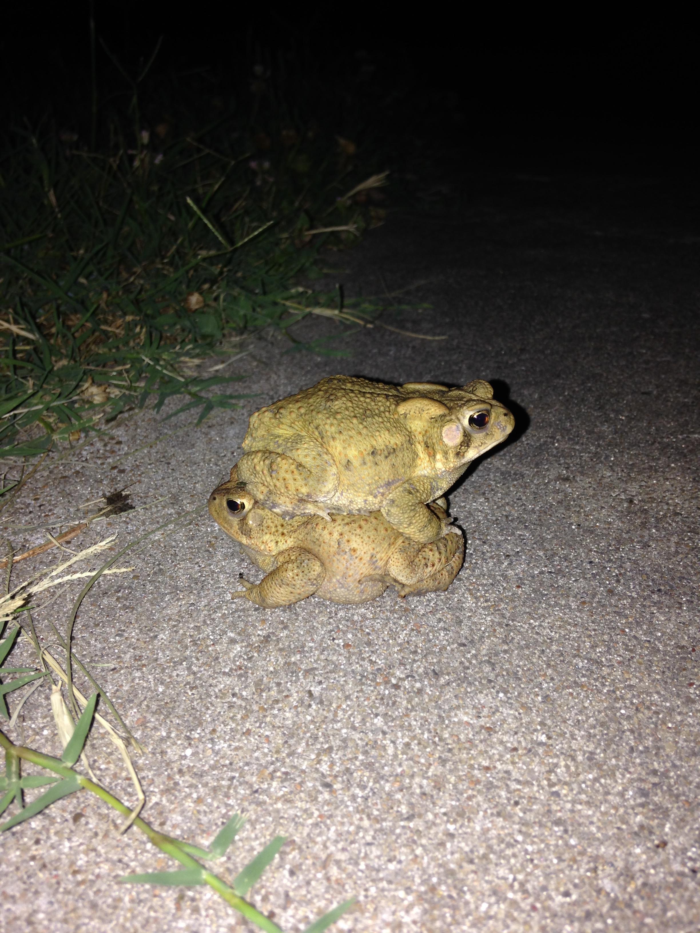 They let me | Toad Stacking | Know Your Meme