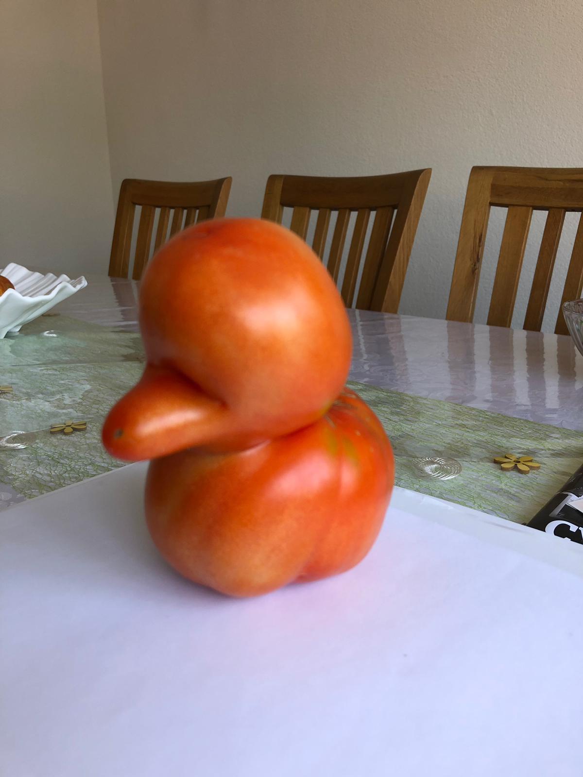 A duck tomato from my mom's garden | r/mildlyinteresting | Mildly ...