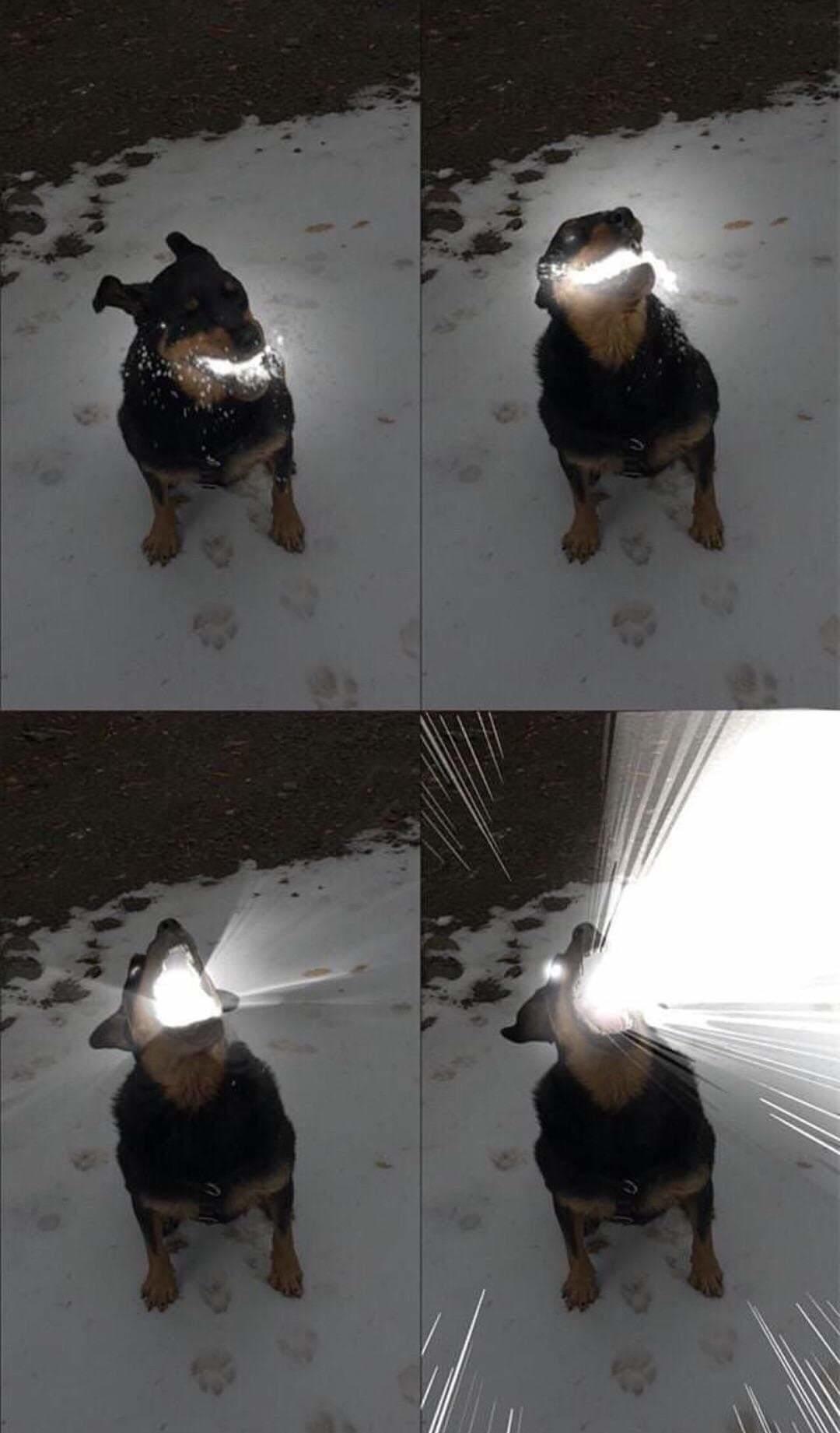 Rover? | /r/OnePunchMan | One-Punch Man | Know Your Meme