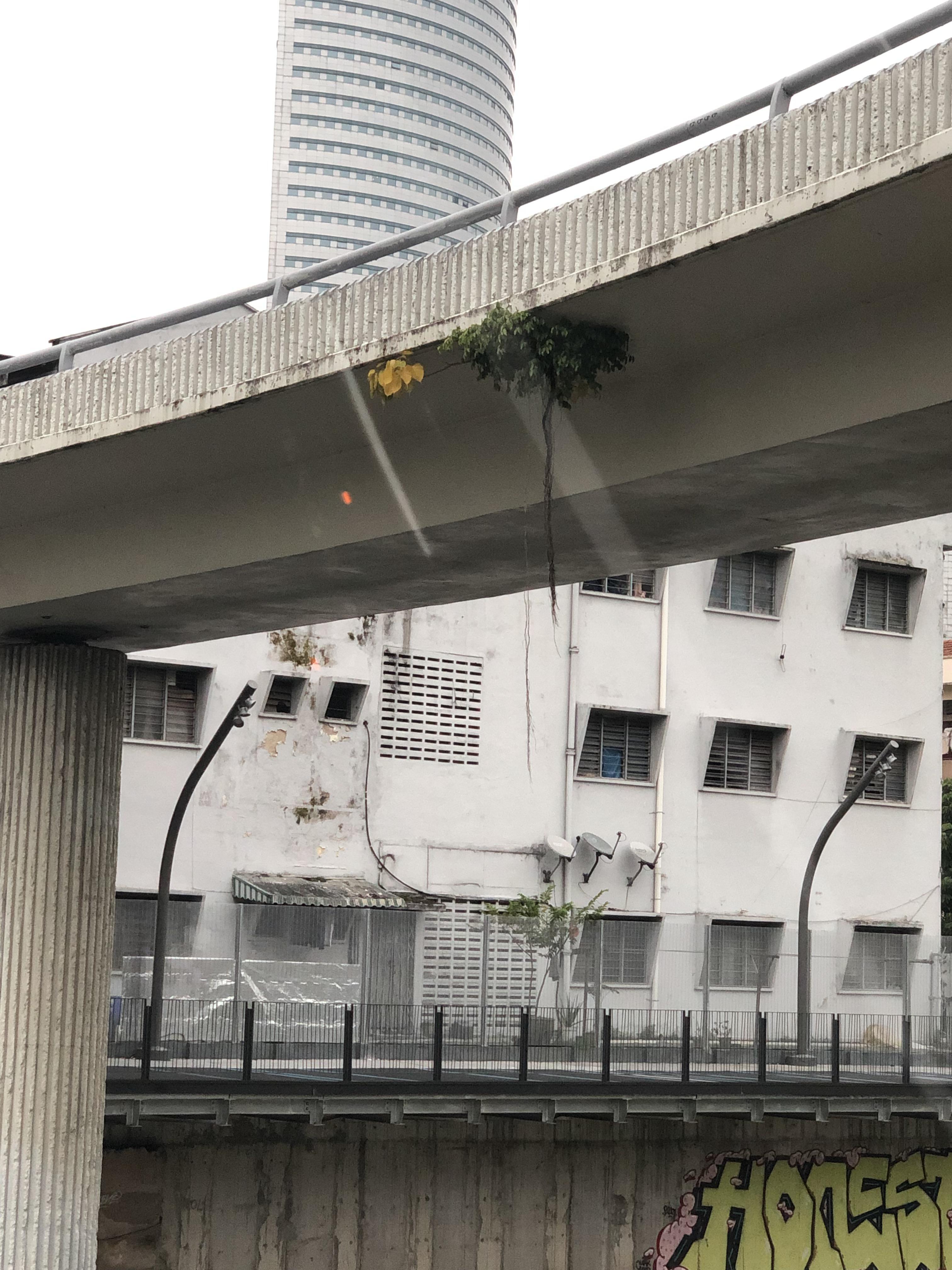 This plant looks like a floating tree stopped by a flyover | r ...
