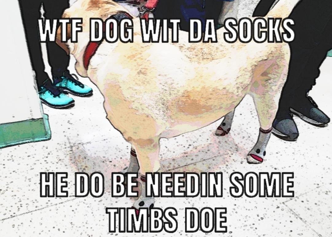 Dog wit da socks looking kinda fresh | r/okbuddyretard | OkBuddyRetard ...