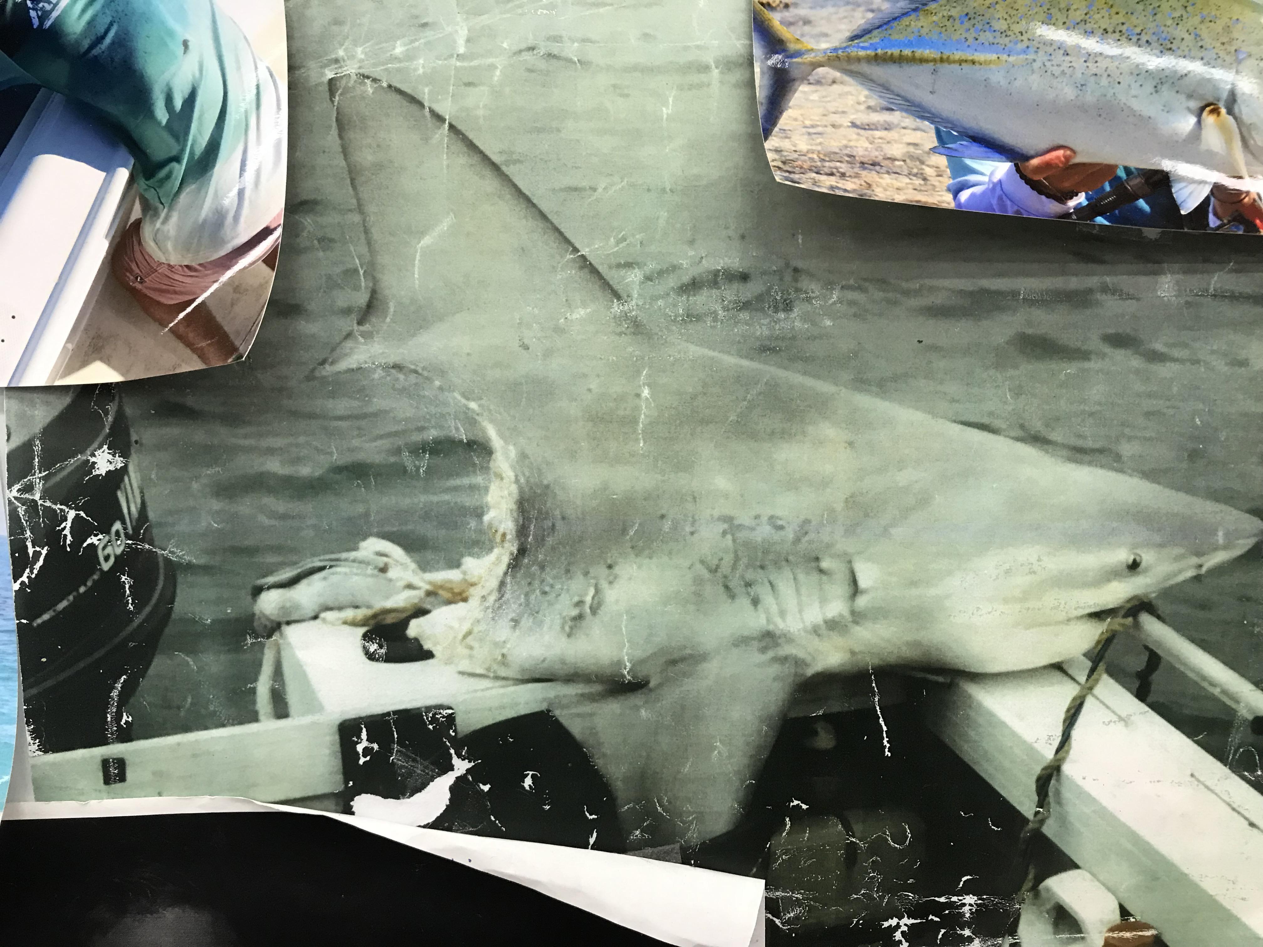 Found This Old Photo Of A Shark Bitten In Half Australia R