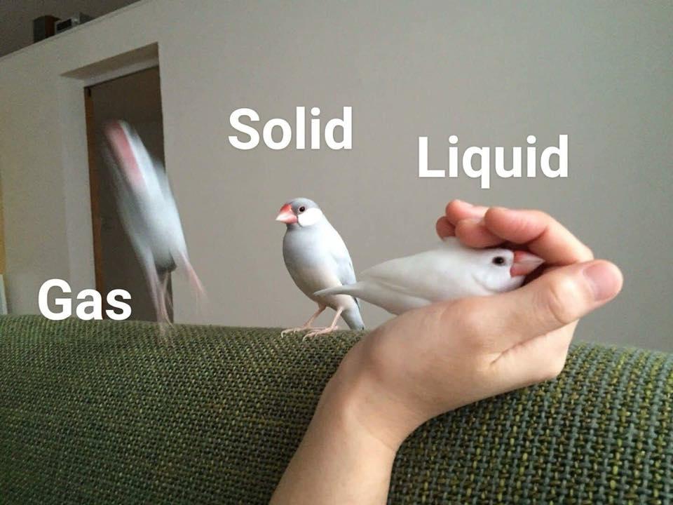 3 Shapes of the Birb | Birds | Know Your Meme