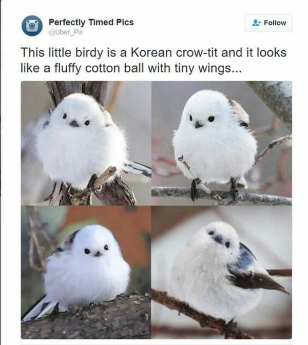 Lil cotton floof | r/wholesomememes | Wholesome Memes | Know Your Meme