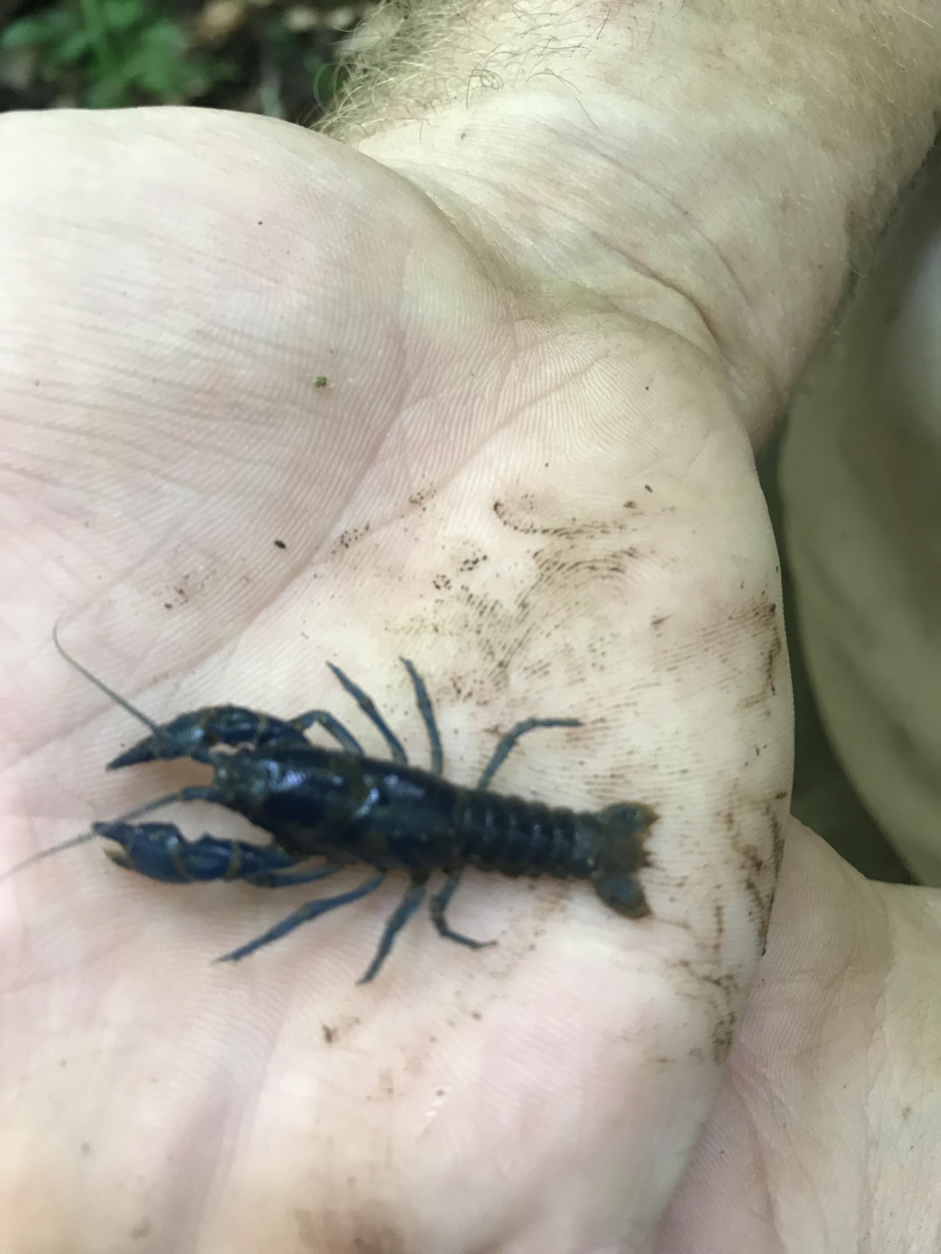 Sometimes craw dads are blue | r/mildlyinteresting | Mildly Interesting ...