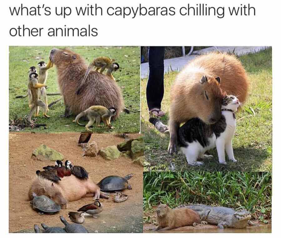 The world doesn’t deserve Capybaras | r/wholesomememes | Capybaras ...