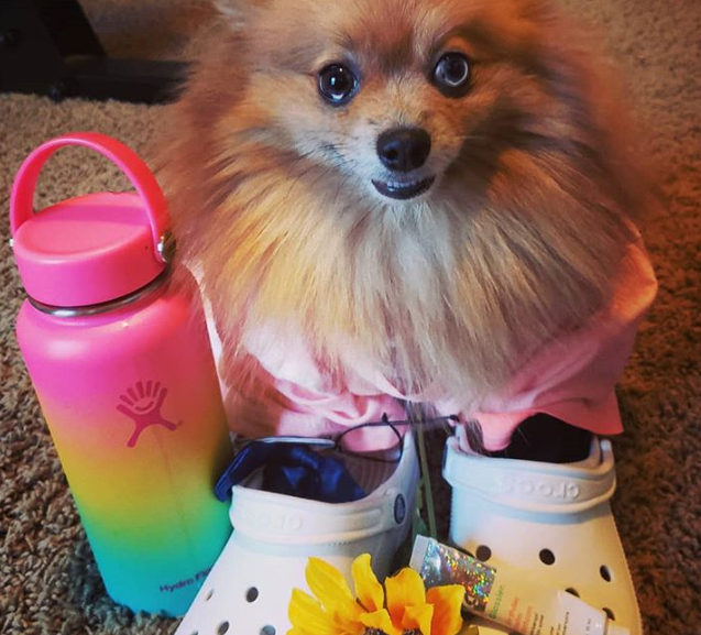 Example | VSCO Dog | Know Your Meme