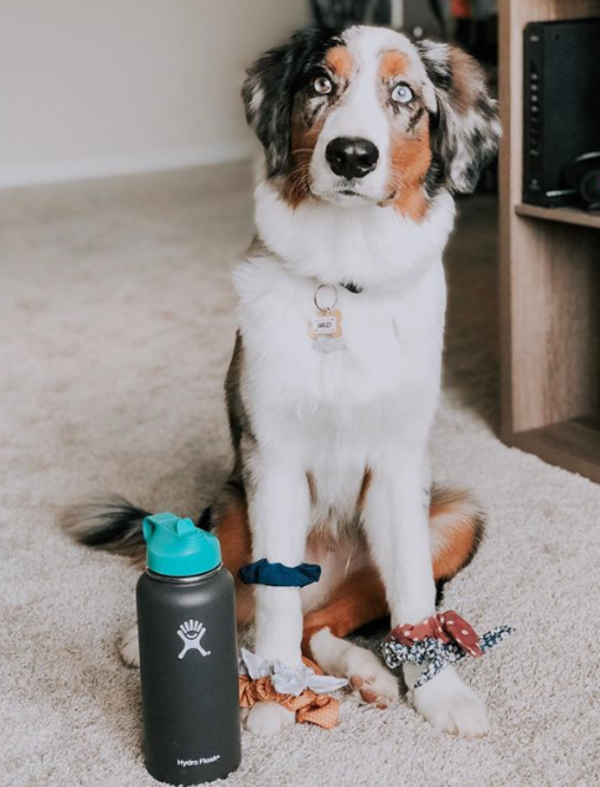 Example | VSCO Dog | Know Your Meme