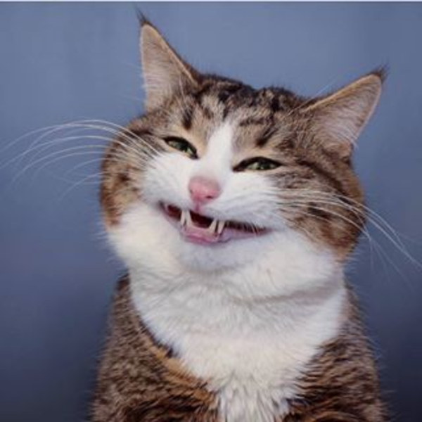Happy kot | Cats | Know Your Meme