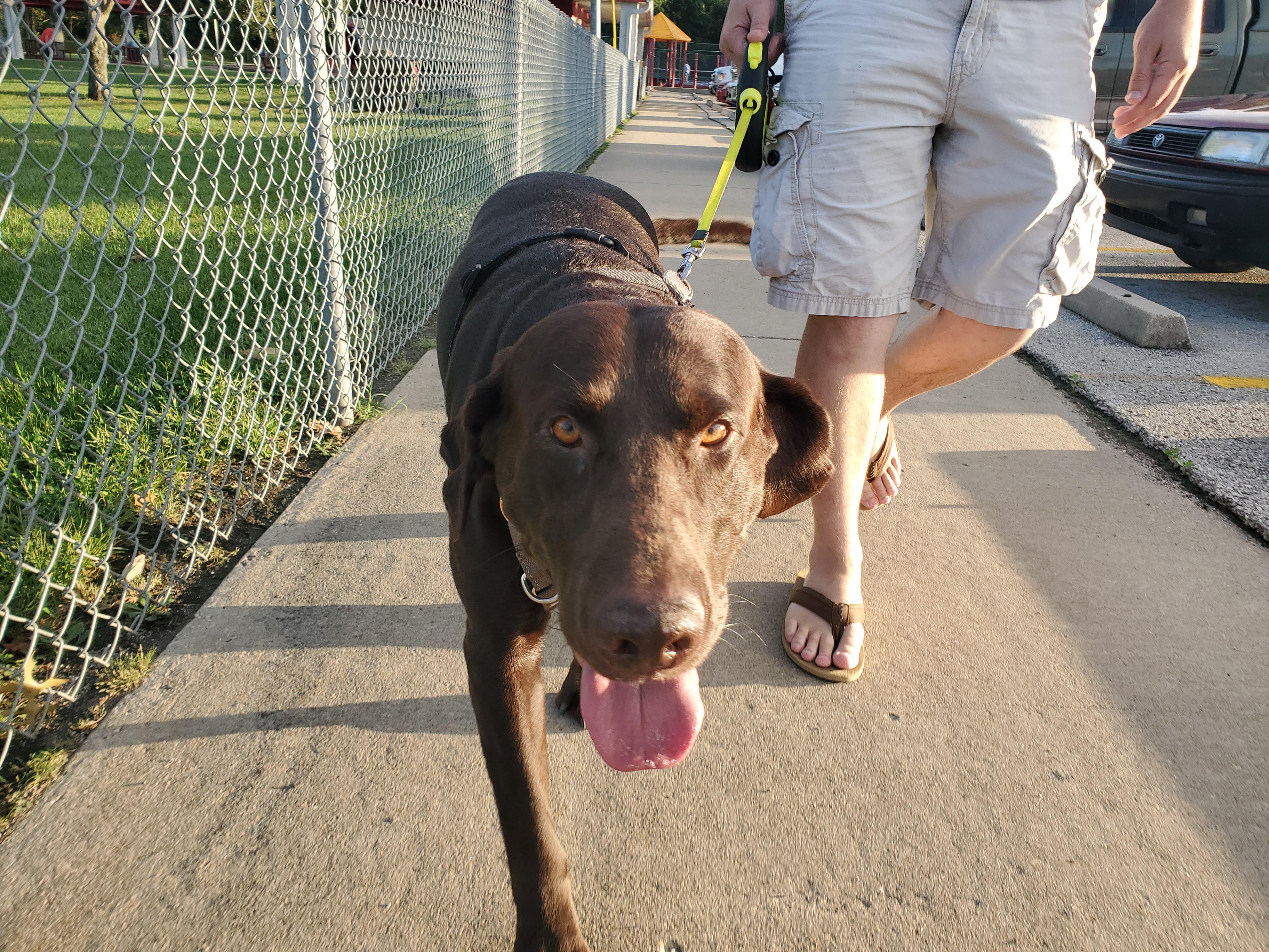 Geedis reminds me of my dog! | /r/Geedis | Geedis and the Land of Ta ...