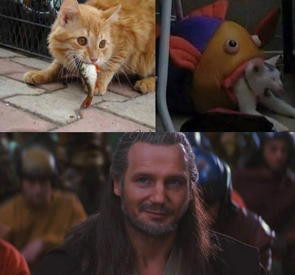 There's always a bigger fish | r/PrequelMemes | Prequel Memes | Know ...