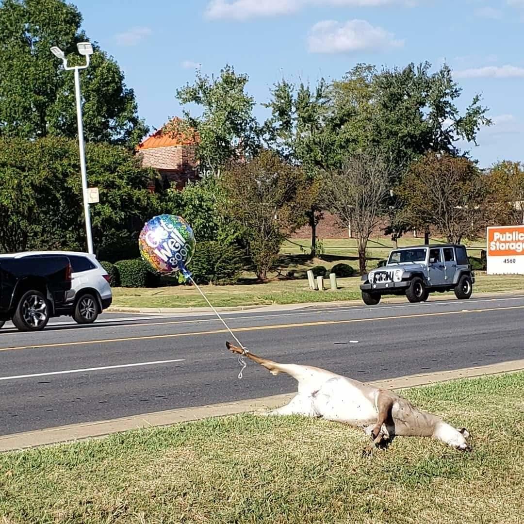 This dead deer with a get well balloon | r/mildlyinteresting | Mildly ...