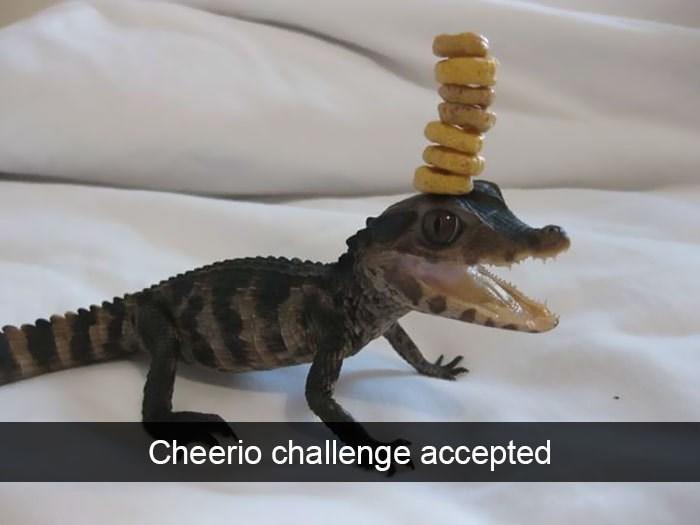 "I tip my hat to you, sir! Pip pip, cheerio!" | Animals | Know Your Meme