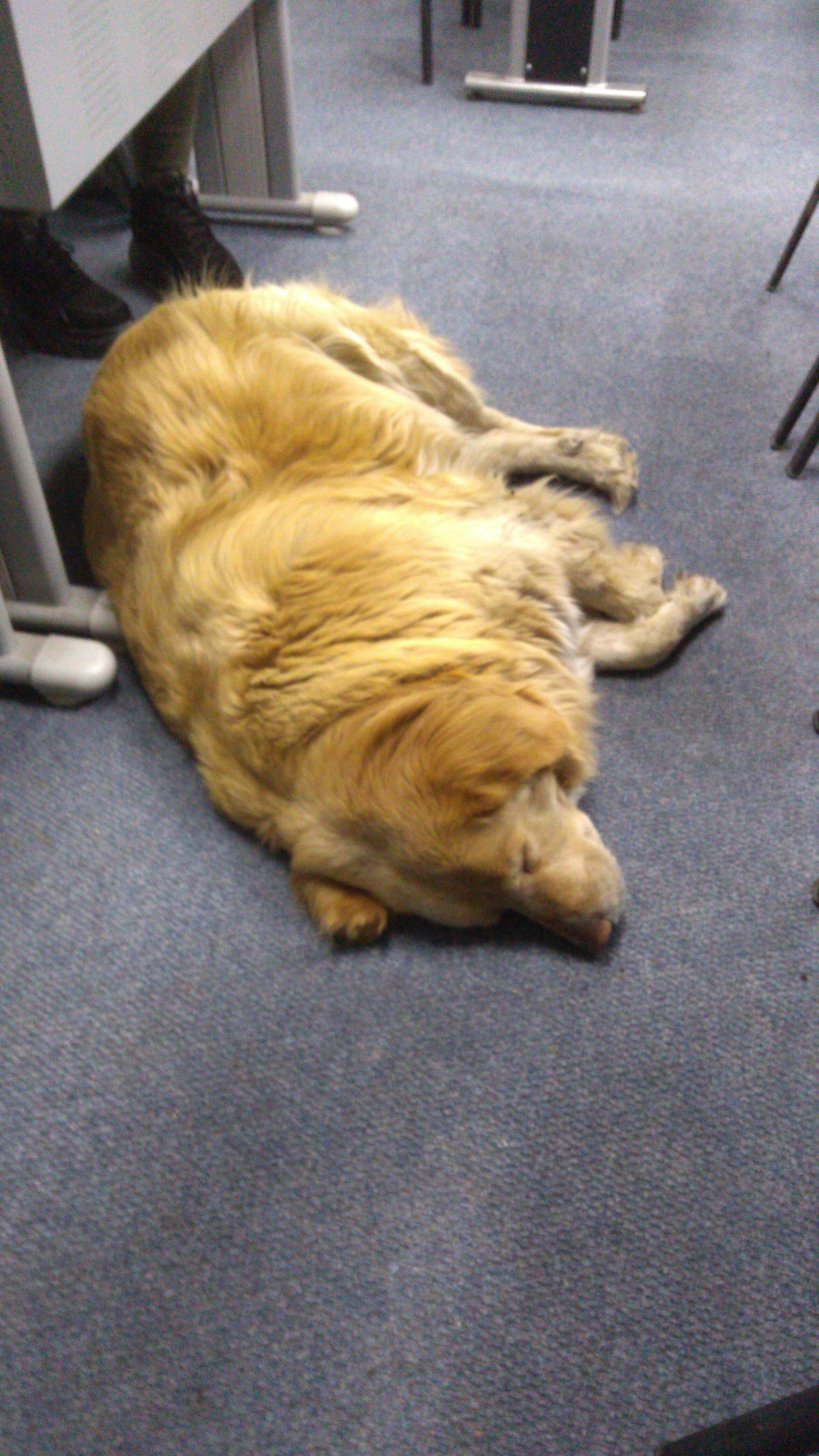 A really fat dog is in my classroom | r/mildlyinteresting | Mildly ...