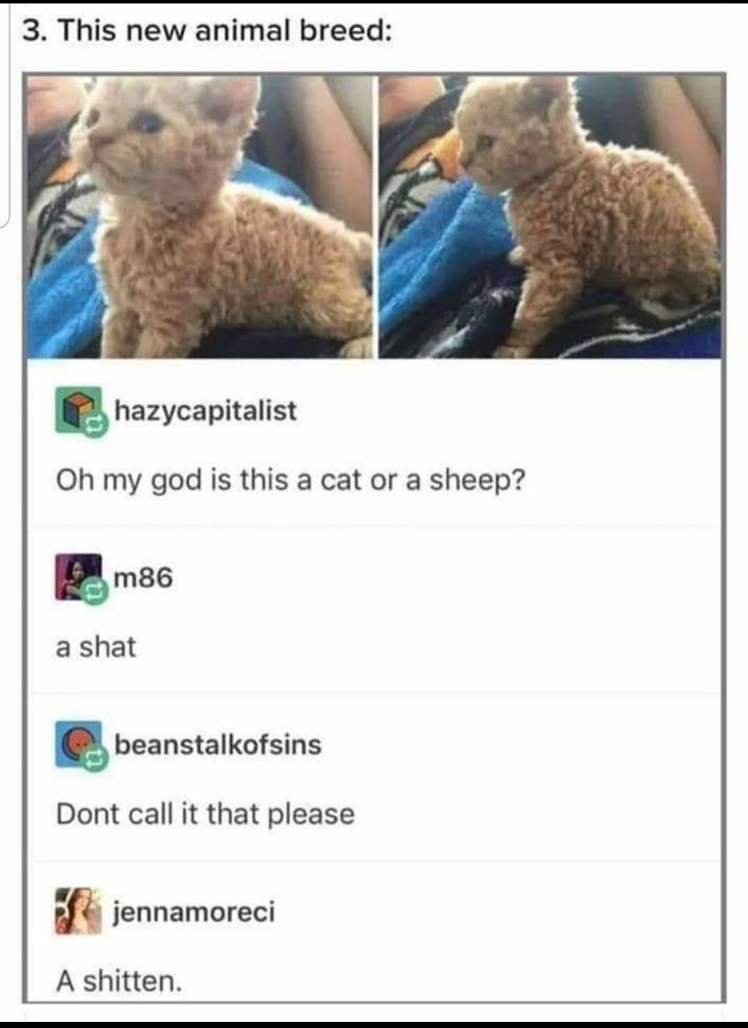 Haha i shat a shitten | r/ComedyCemetery | Comedy Cemetery | Know Your Meme