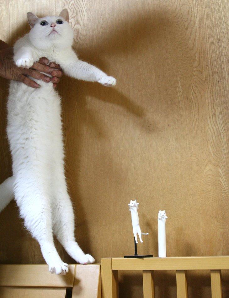 Latest Picture of Longcat | Longcat | Know Your Meme