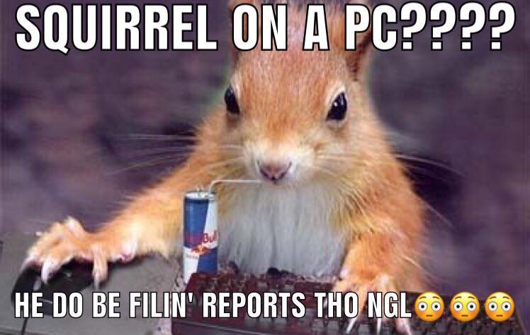 boomer lookin squirrel | r/okbuddyretard | OkBuddyRetard | Know Your Meme