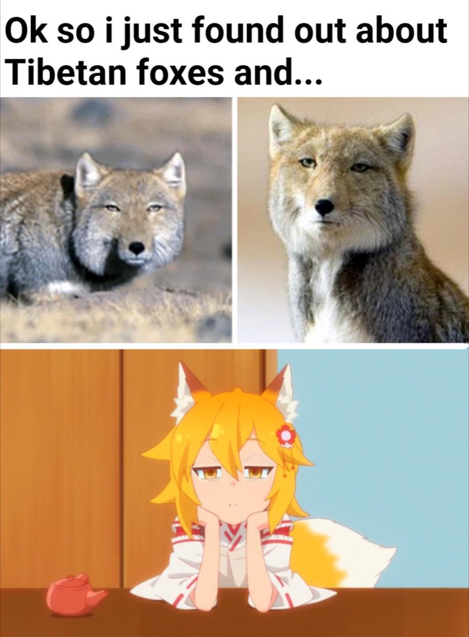 Senko the tibetan fox! | r/Animemes | The Helpful Fox Senko-san | Know ...