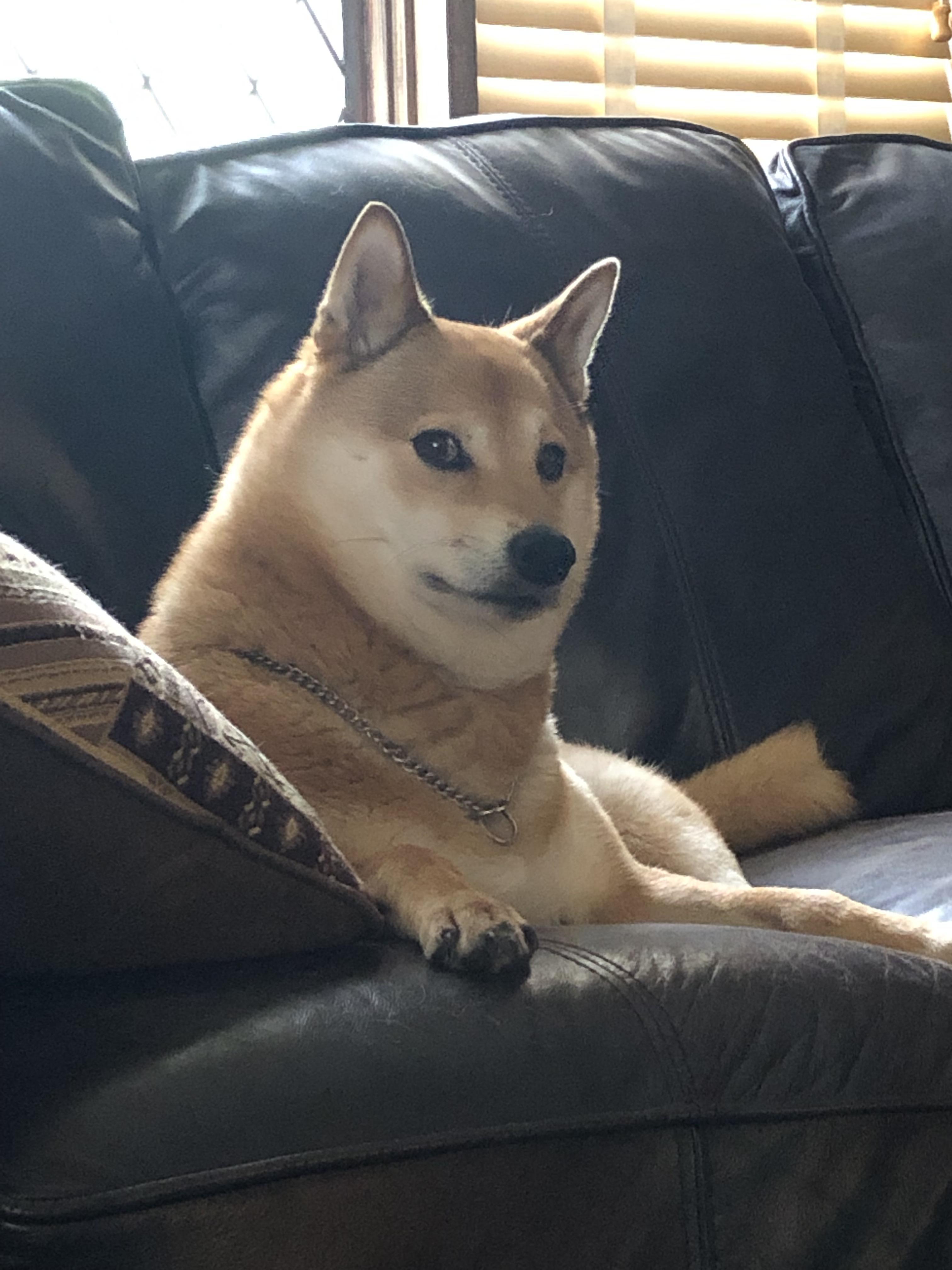 New Doge / Suki Template | Ironic Doge Memes | Know Your Meme