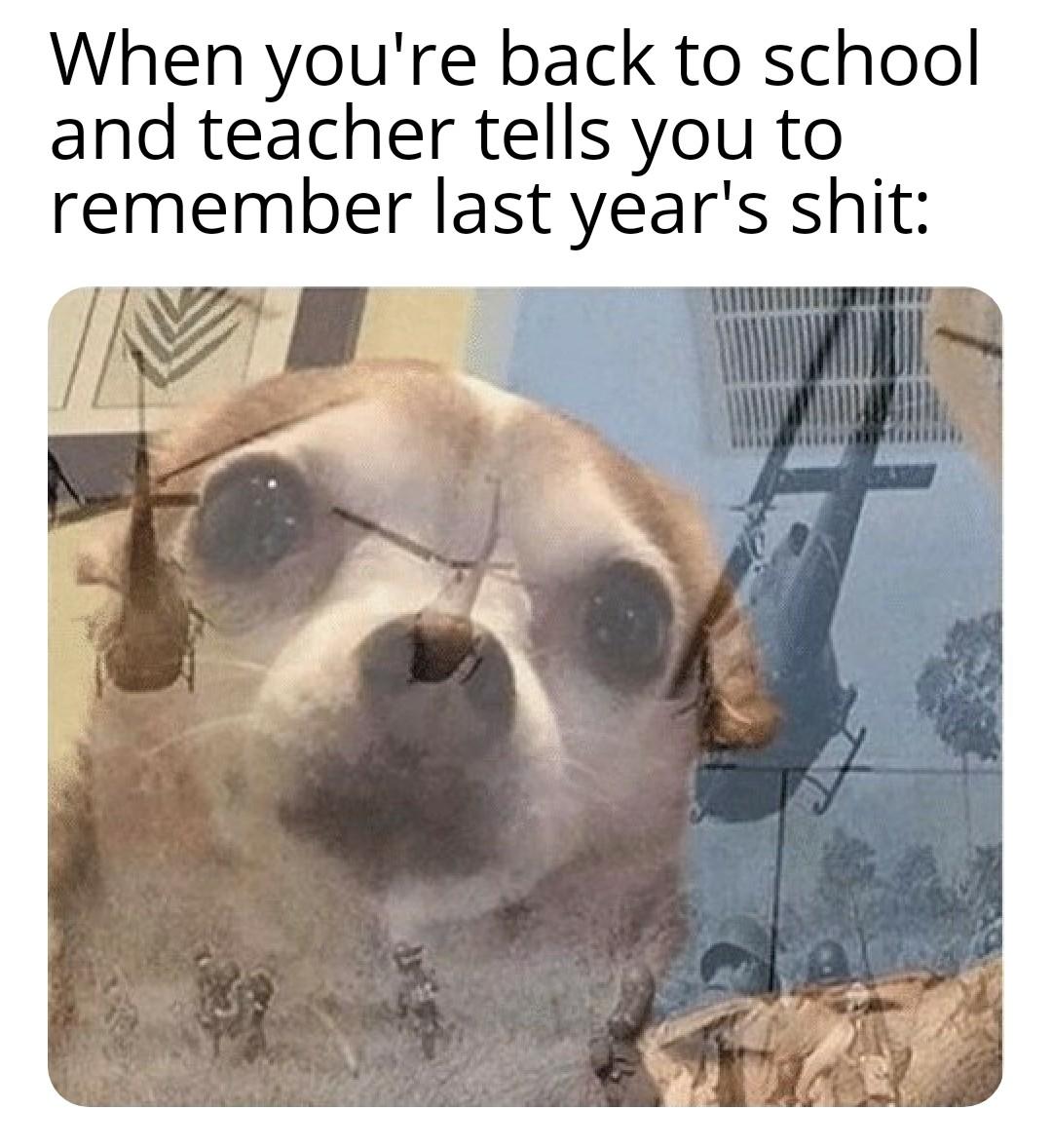 Vietnam flashbacks | r/dankmemes | PTSD Chihuahua | Know Your Meme
