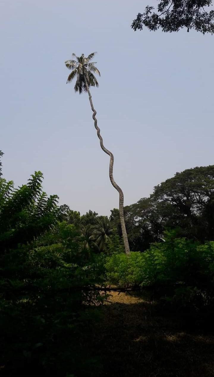 A drunken coconut tree. | r/mildlyinteresting | Mildly Interesting ...