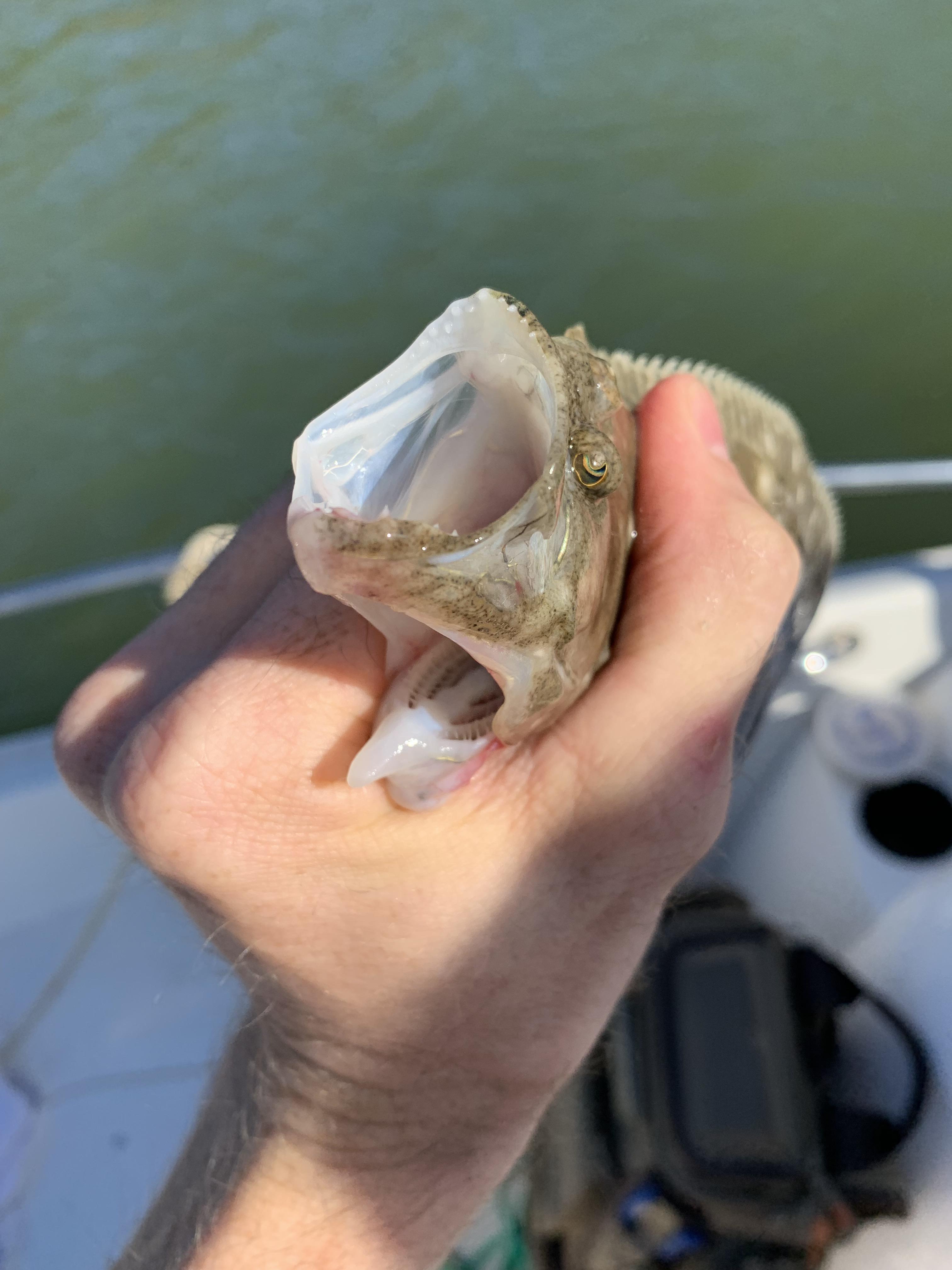 Flounder Fish Meme at Liam Hinkler blog