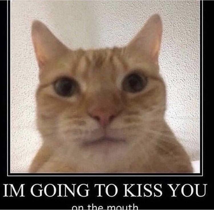 ok | r/okbuddyretard | Staring Cat / Gusic | Know Your Meme