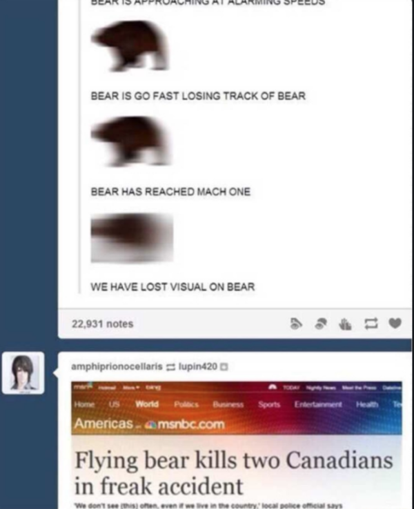 Flying bear attack | Slowly Approaching Bear | Know Your Meme