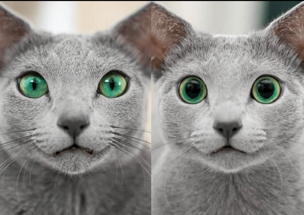 From predator to baby in 0.01 seconds | Cats | Know Your Meme